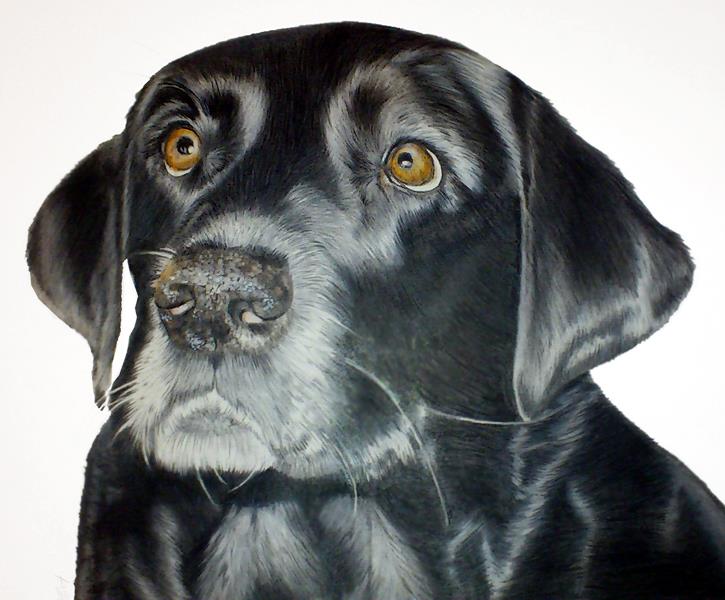 Claire Hamilton - Black Lab - SAA
