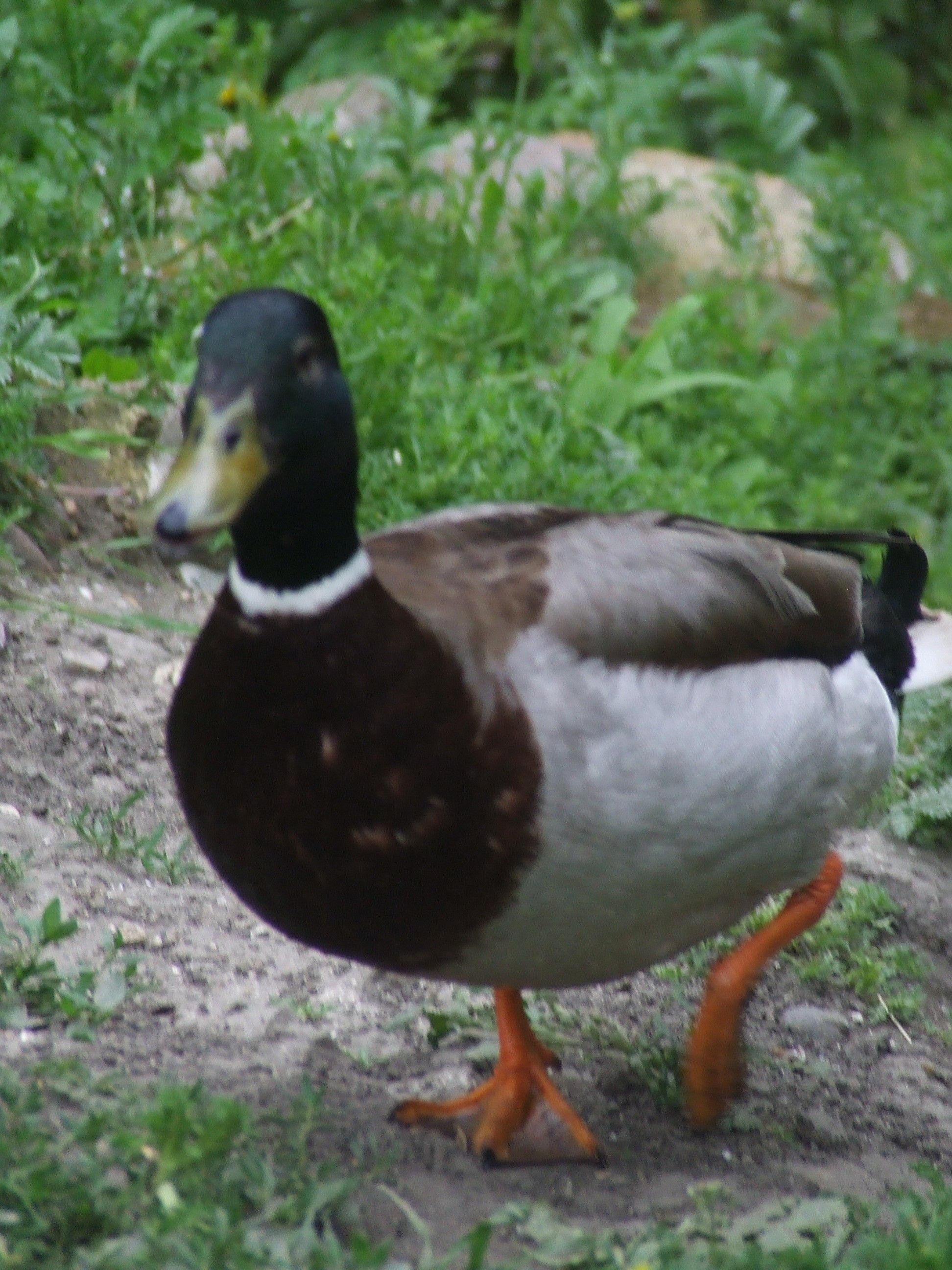 Friendly Duck - SAA