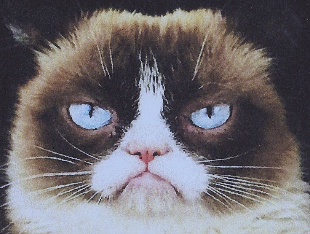 GRUMPY PUSS - SAA