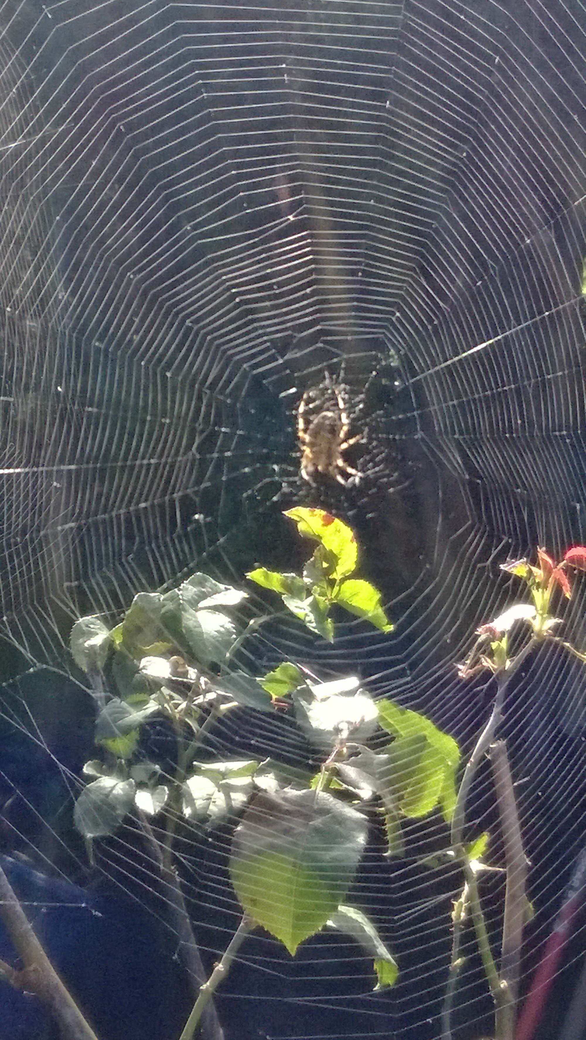 Sherrie Russell - incy wincy spider - SAA