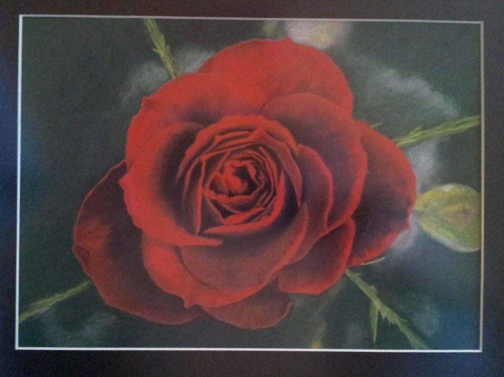 Rainham Art Club - Red Rose - SAA