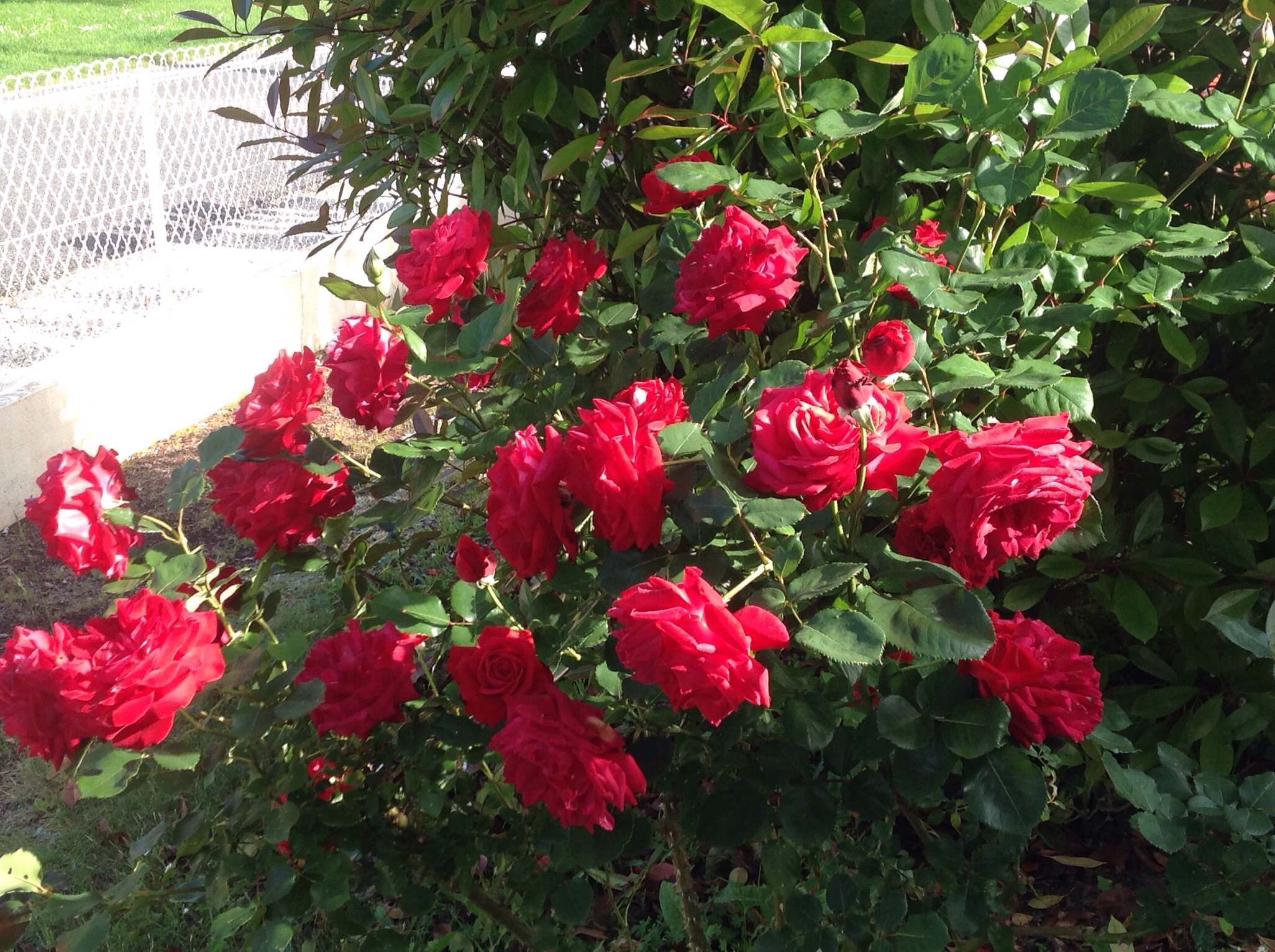 Red roses en masse - SAA