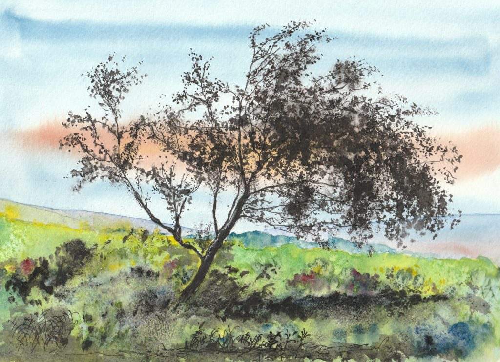 Bovey Tracey Society of Artists - SAA