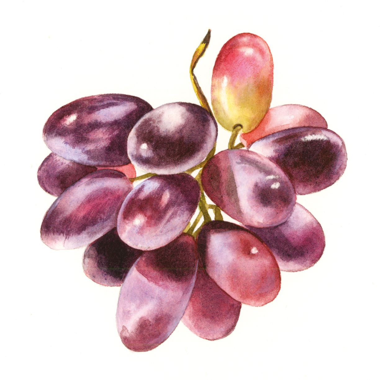 Billy Showell: Fruit & Vegetable Portraits in Watercolour | SAA