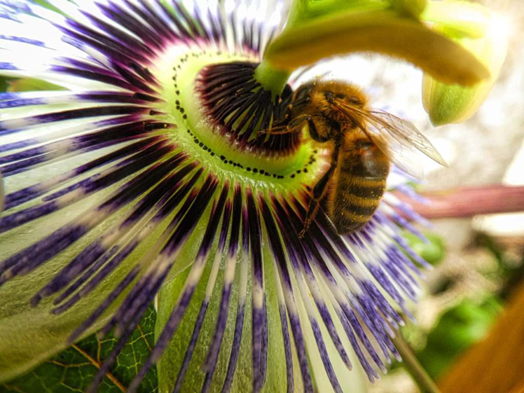Ruth Archer - Bee on Passion Flower - SAA