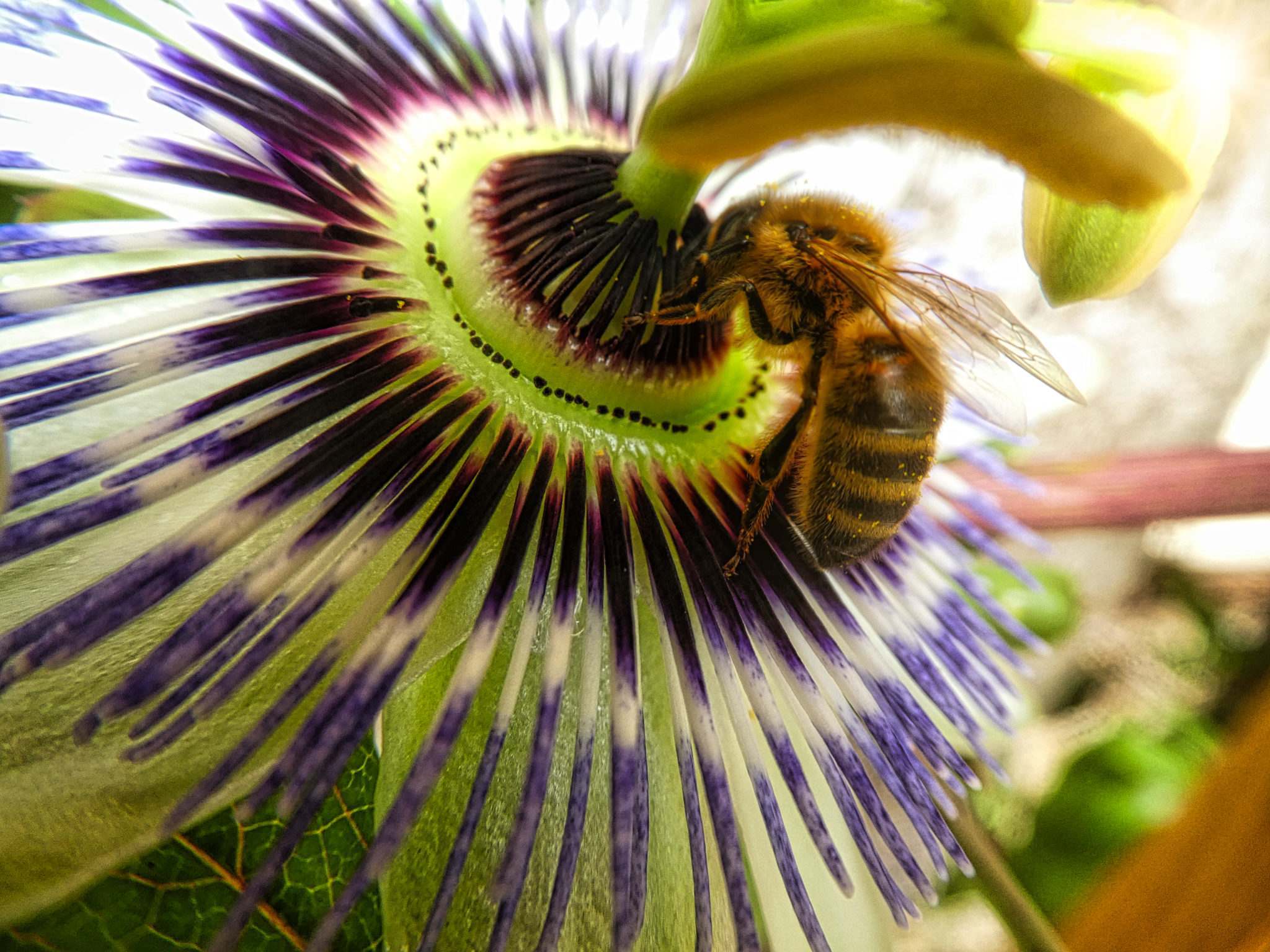 Ruth Archer - Bee on Passion Flower - SAA