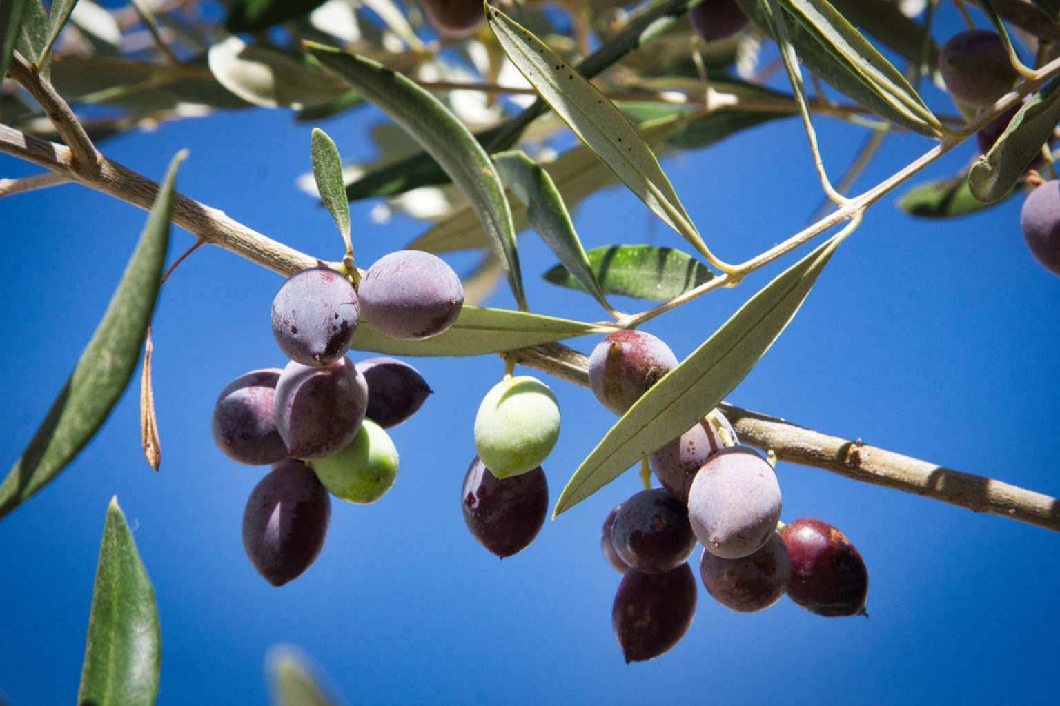 Ruth Archer - Bee on Passion Flower - SAA