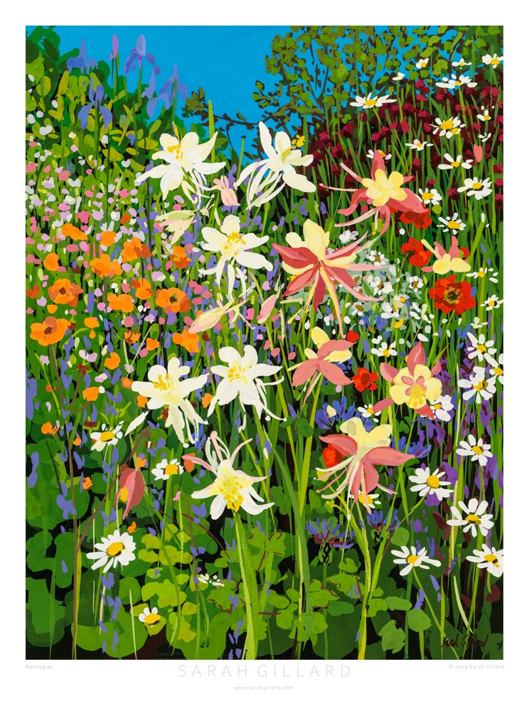 Sarah Gillard - Aquilegias - SAA