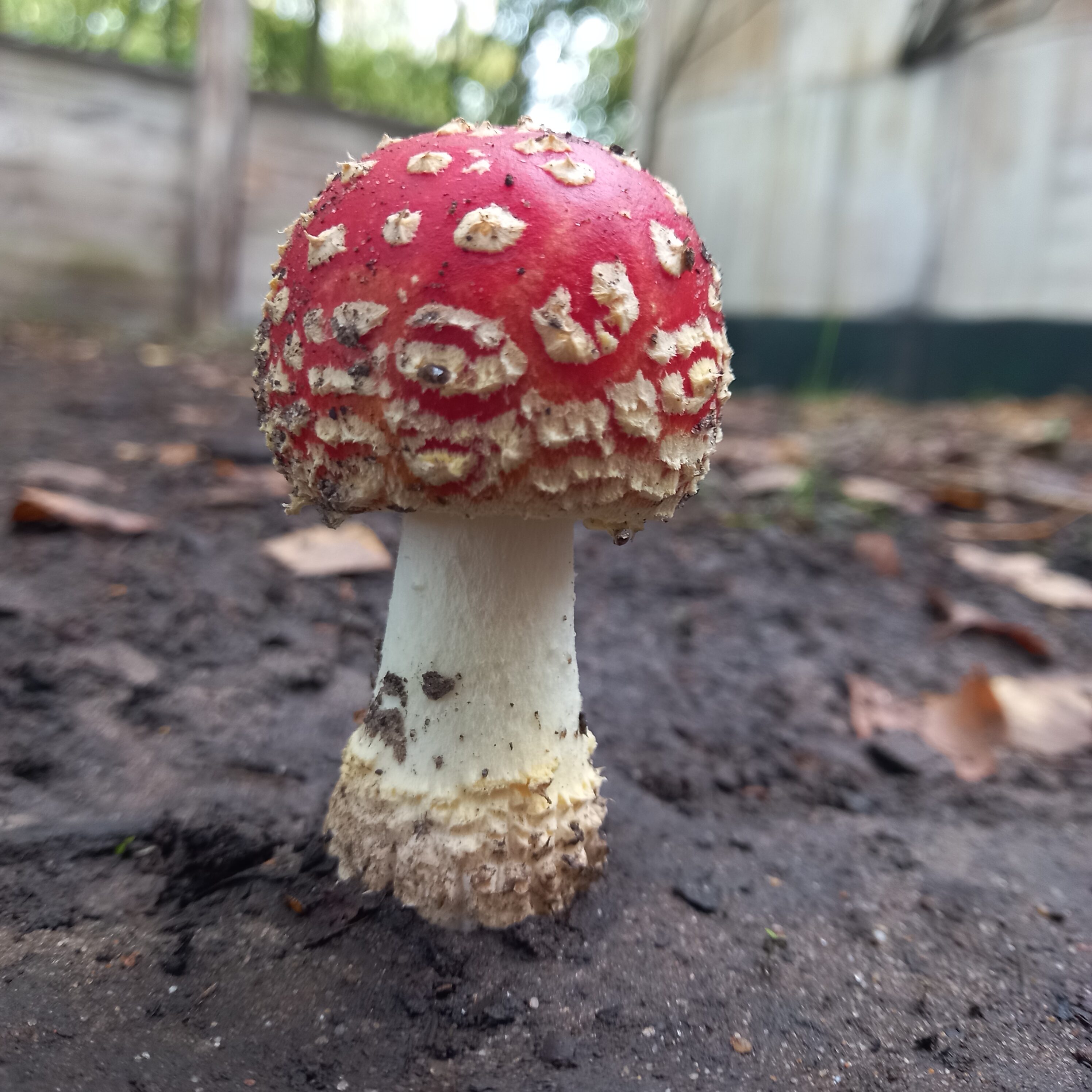 Rebecca Sanger-Davies - Fly Agaric Fungus - SAA