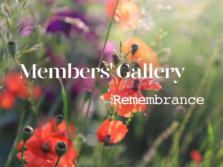Members' Gallery - Remembrance - SAA
