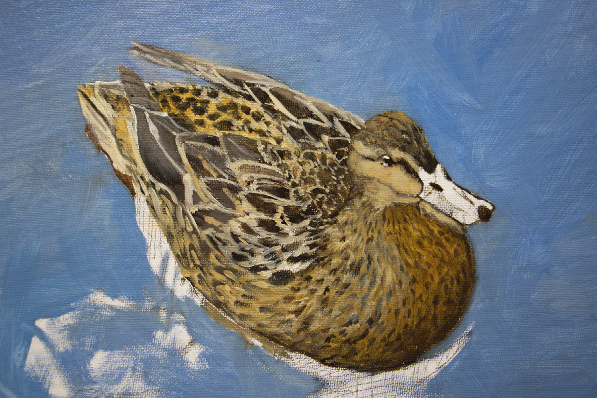 Oil Painting from Photo Reference: Mallard Duck | Paul Apps - SAA