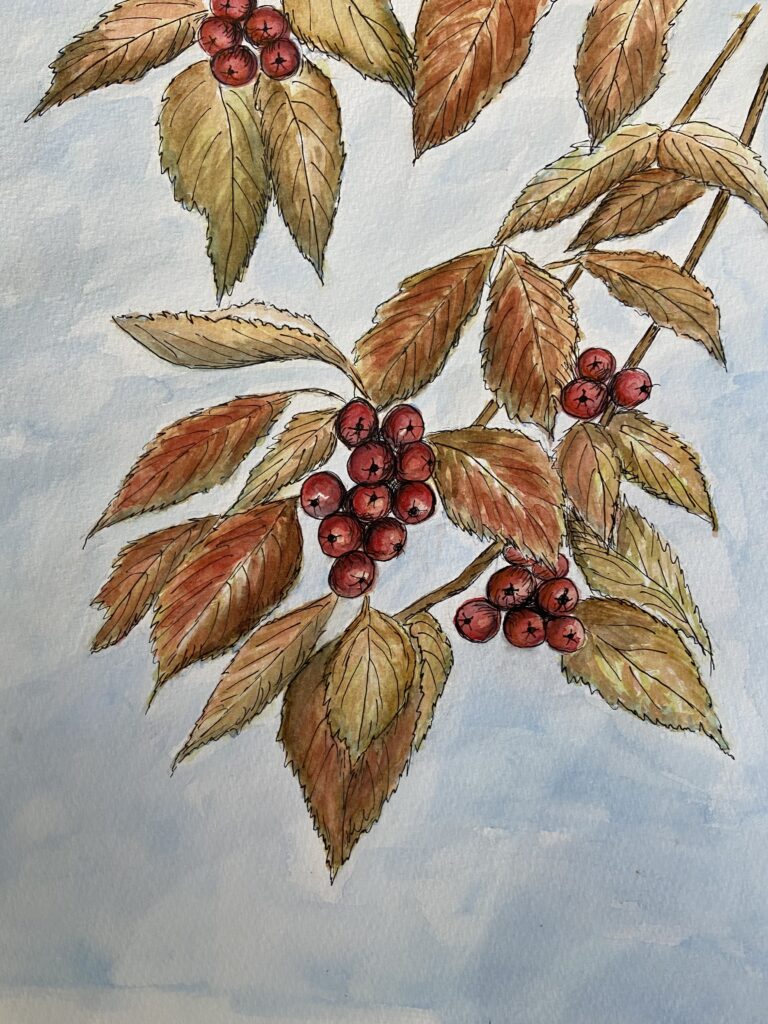 Members' Gallery - Autumn - SAA