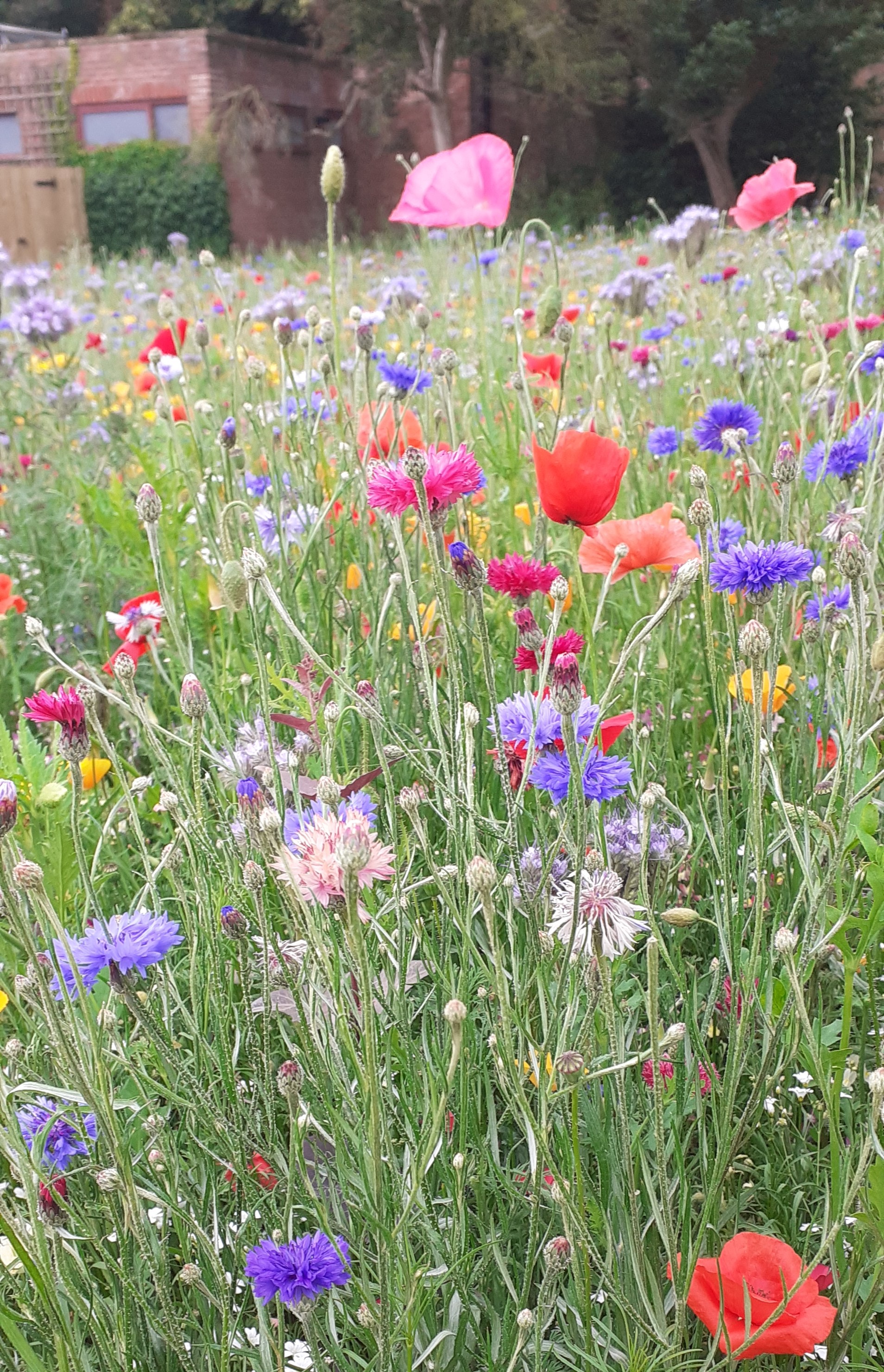 Exploring Linework: Meadow Flowers using Continuous Line in Coloured ...