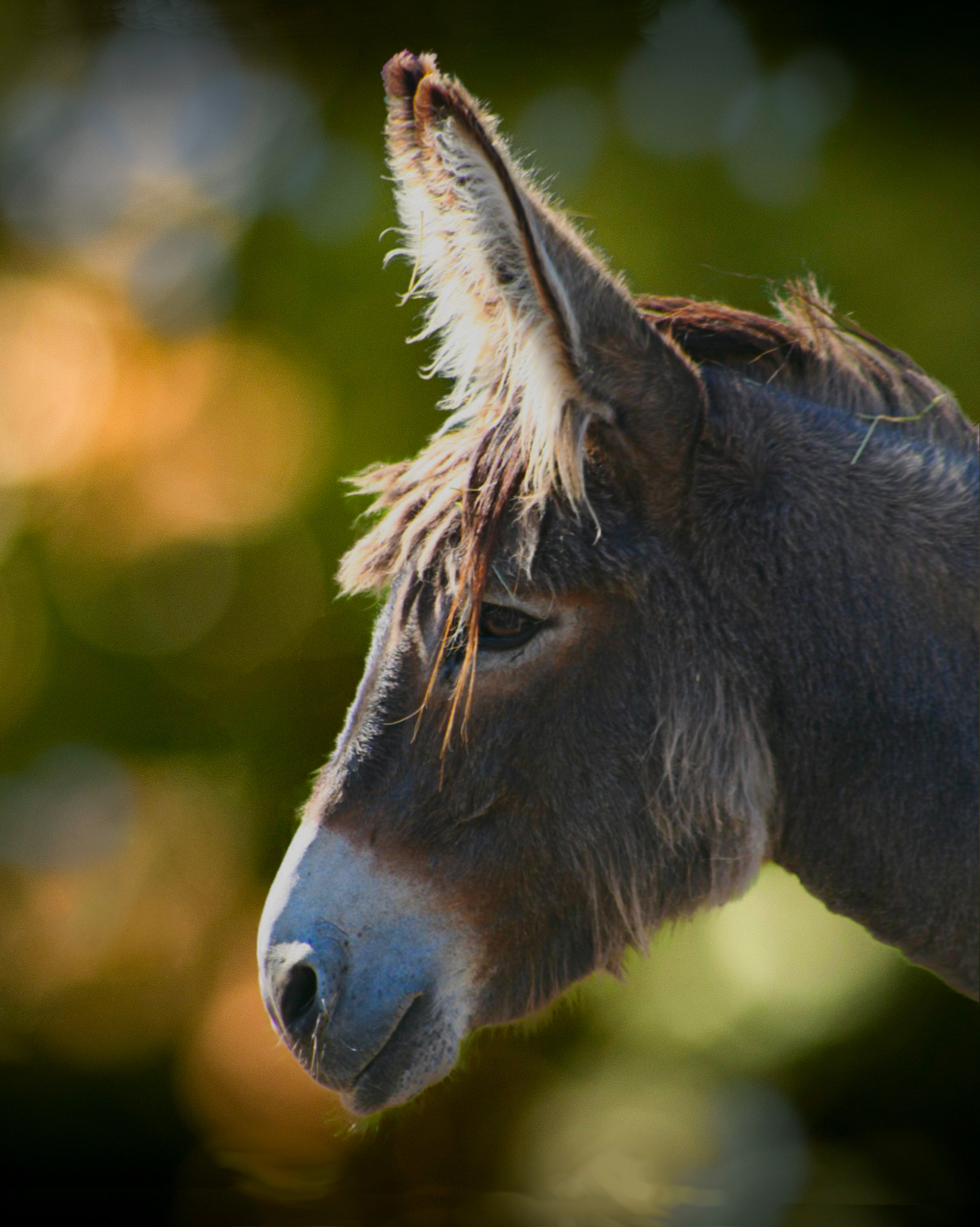 Backlit Pastel Painting Tutorial: Donkey | Teresa Seals - SAA