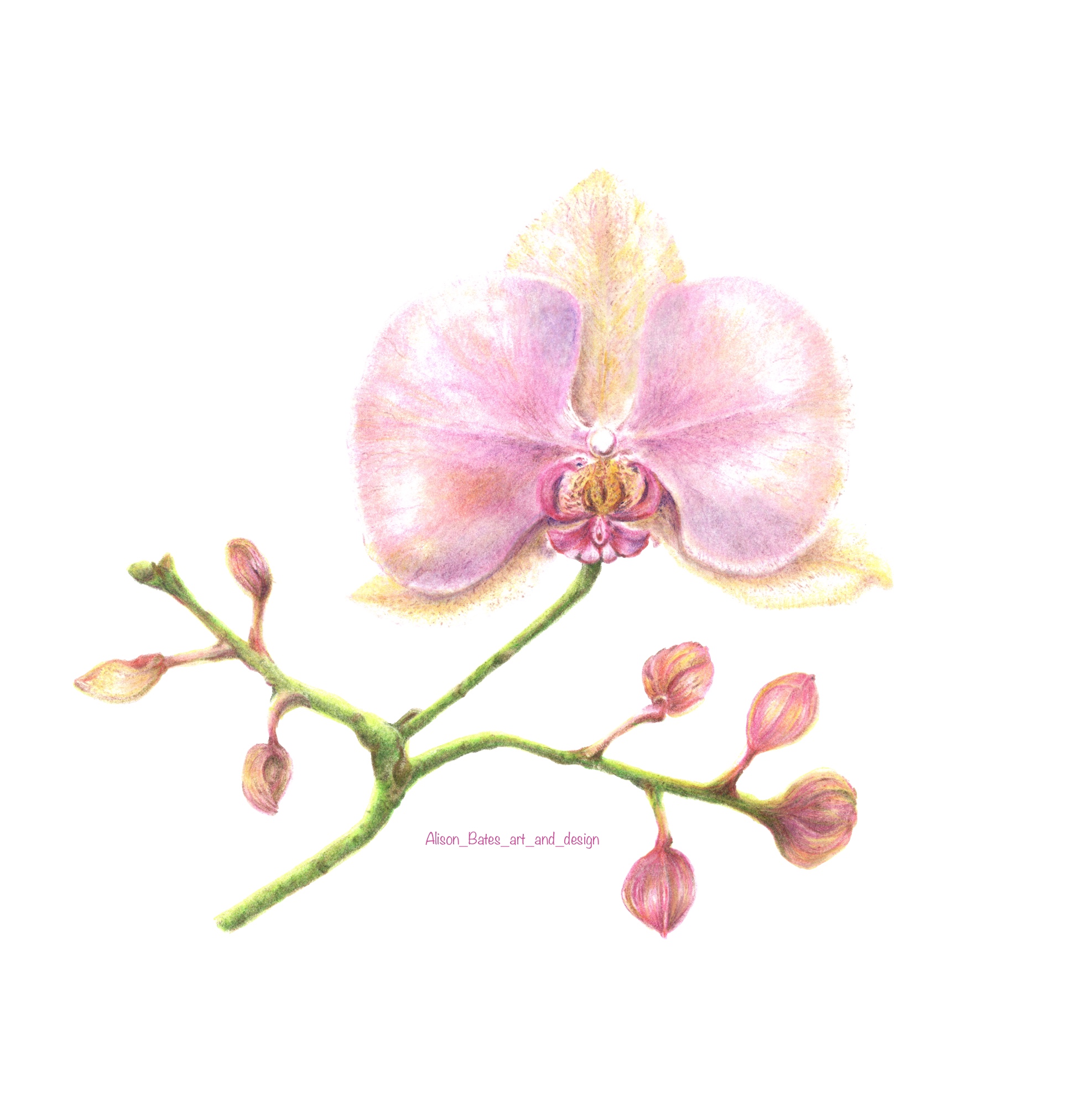 Alison Bates - Pink Moth Orchid - SAA