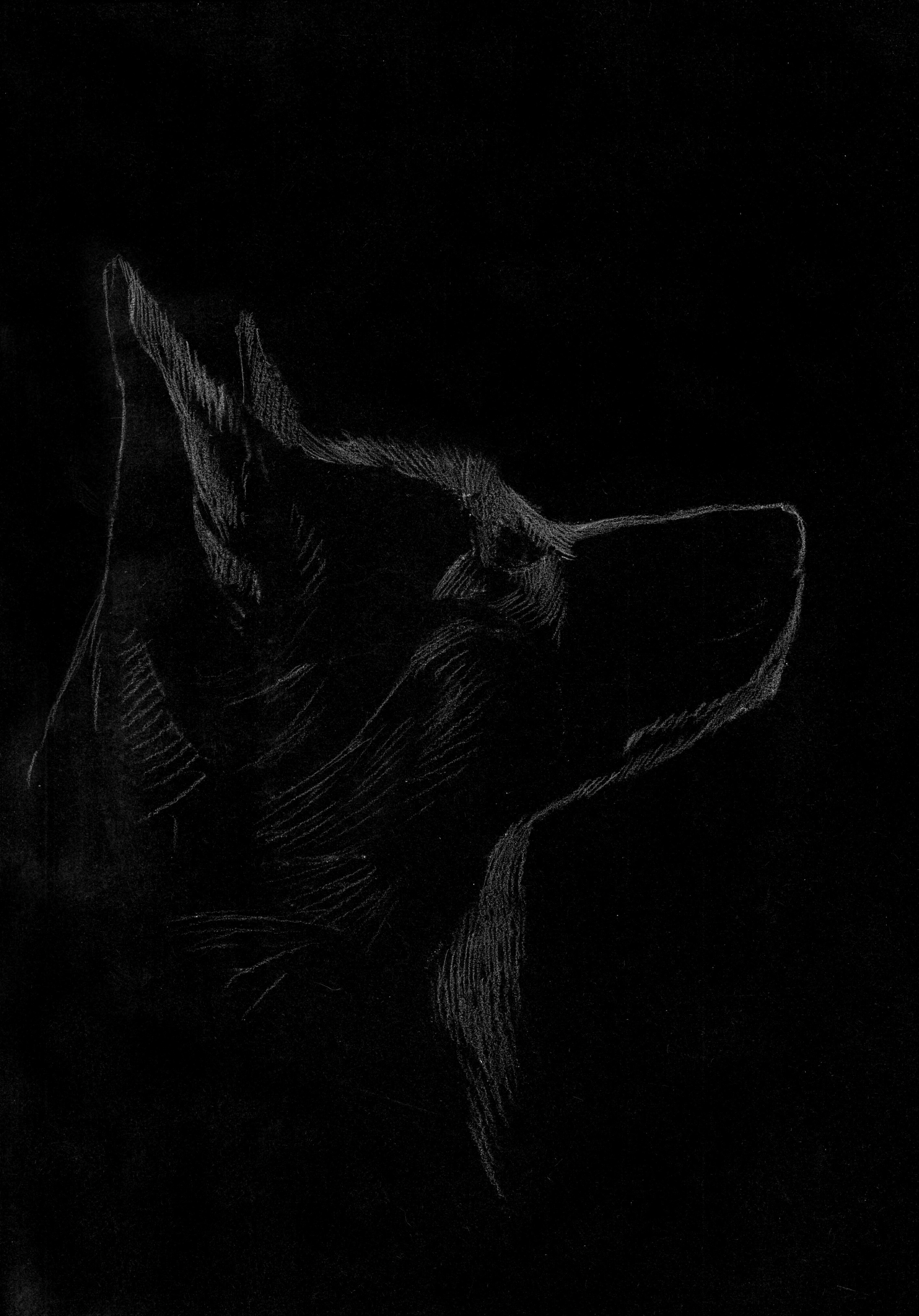 Drawing Pets from Photos: Atmospheric Husky | Vic Bearcroft - SAA